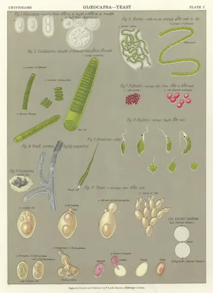 Gloeocapsa Cell Structure Tumor Stem Cell Analysis With Stemtrac®