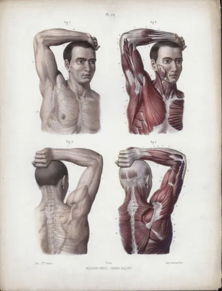 Male Anatomy Illustration Male Pelvic Anatomy, Illustration Stock