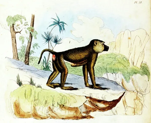 Baboon Drawing Poster Vector Set Of Monkey Rangutan, Baboon, Gorilla,