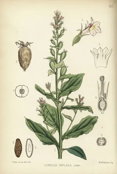 Lobelia Inflata Range