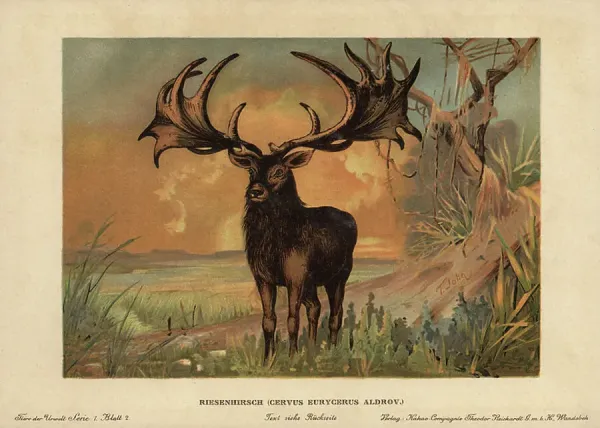 Irish Deer Society