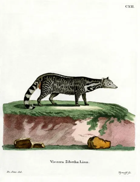 Civet Illustrations