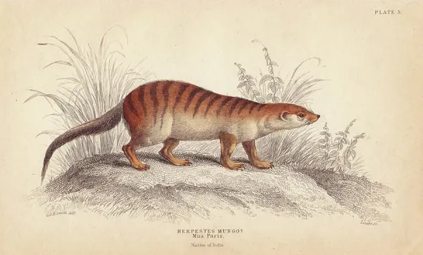 Step By Step How To Draw A Banded Mongoose