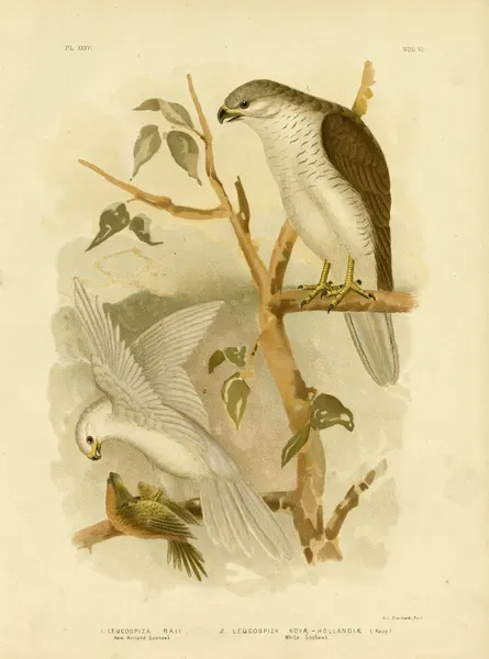 Goshawk