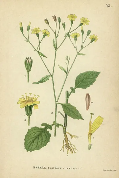 Lapsana Communis Lapsana Communis Flores NatureGate