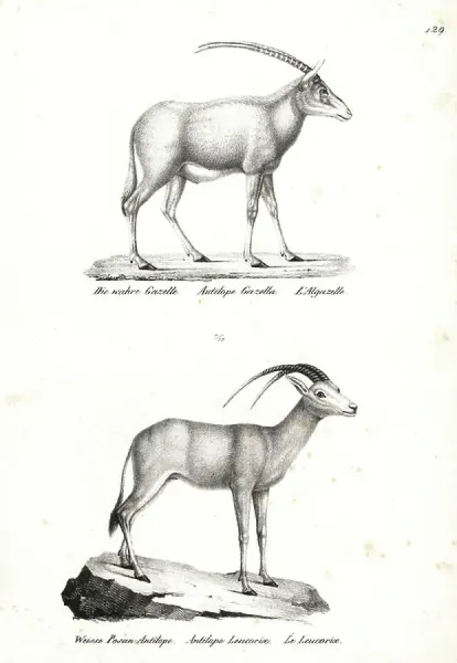 Rhim Gazelle