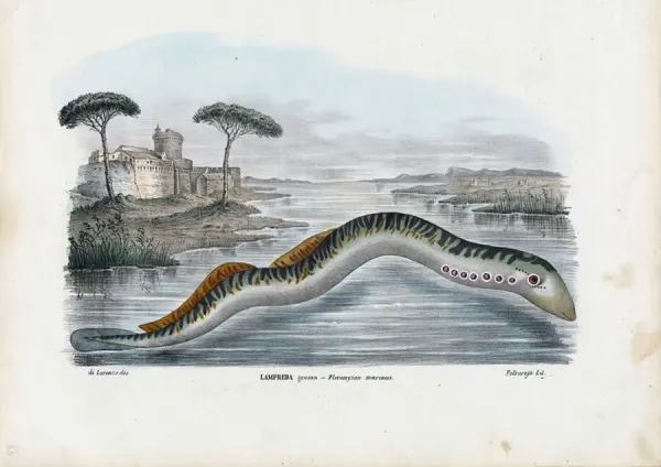 Lamprey Diagram A Portable Trap With Electric Lead Catches Up To 75%