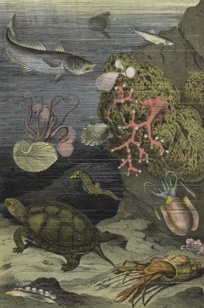 Mediterranean Animal Art
