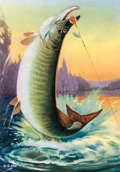 Muskie Paintings