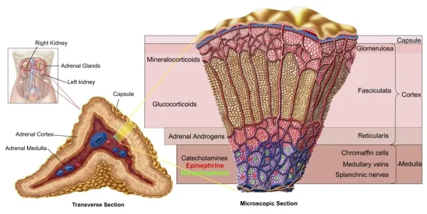 Chromaffin Cells