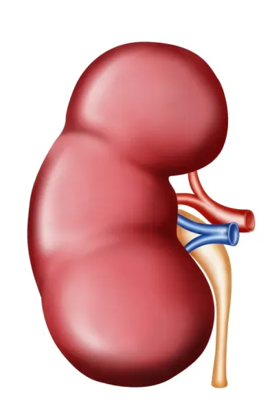 Kidney Metal Sculptures