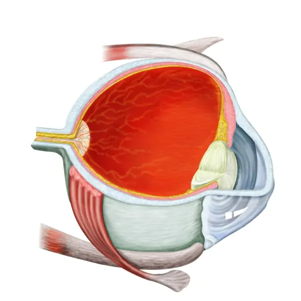Macula Lutea Eye Model