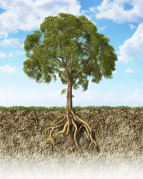 Cross Section Of A Tree