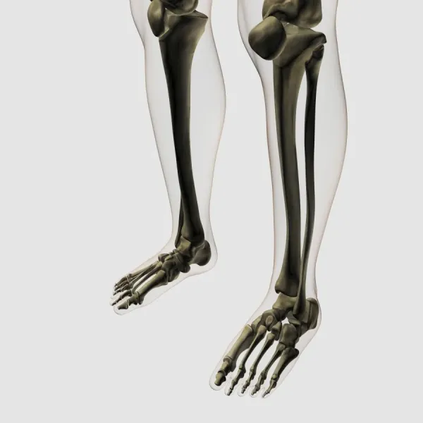 Human Leg And Foot Bones