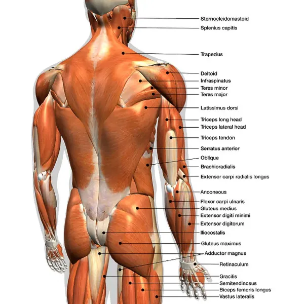 Muscles Labeled Front And Back Labeled Anatomy Chart Of Male Triceps Images