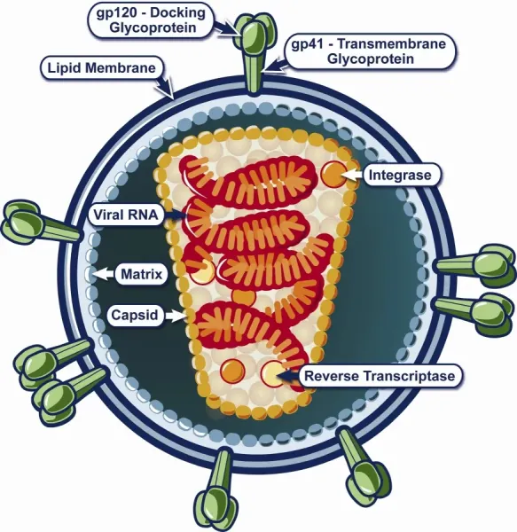Structure of HIV Our beautiful Wall Art and Photo Gifts include Framed ...