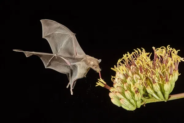 Mexican Long-tongued Bat (Phyllostomidae, Mammals)