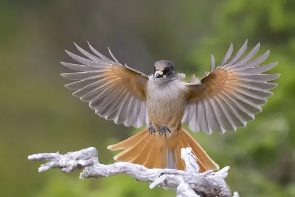Siberian Jay (Crows Jays, Passerines, Birds)