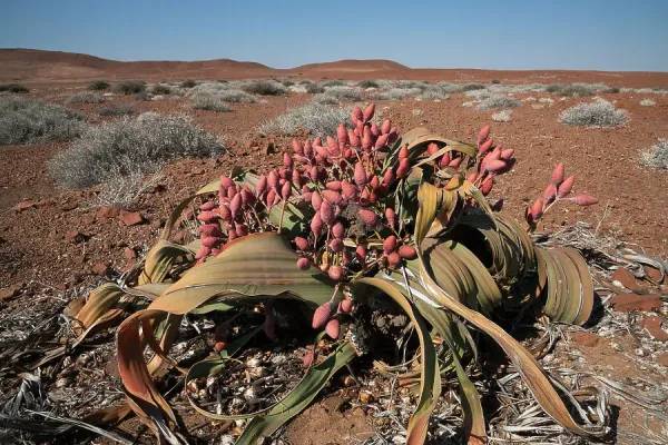 Welwitschia Namibia National Flower 50+ WELWITSCHIA MIRABILIS OF