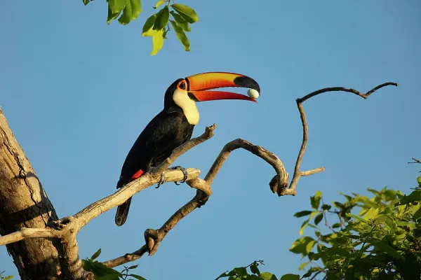 Wildlife Toco Toucan Beautiful Toco Toucan, Ramphastos Toco, Brazil