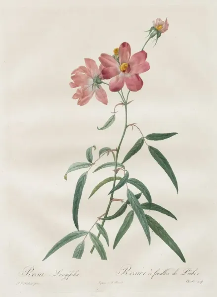 Les Roses: Rosa Longifolia, 1817-1824 Our beautiful Wall Art and Photo ...