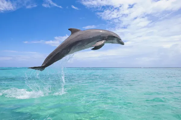 Dolphins Jumping In The Air