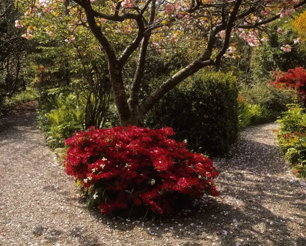 Flowering Cherry & Azalea, Mount Usher Gardens Our beautiful Wall Art ...
