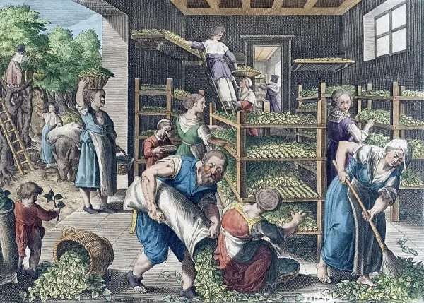 Silk Production Gathering Collecting Mulberry Leaves