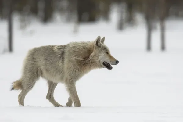 Wolf Arctic Grey Canis Gray Wolf | Animal Database | Fandom