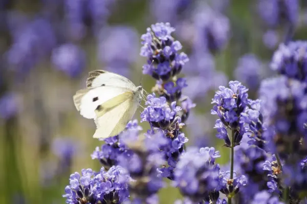 Portugal National Flower Lavender | Best Flower Site