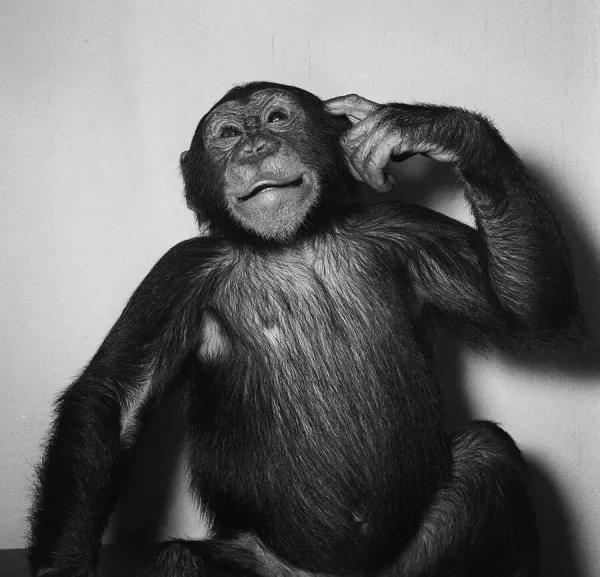 Chimp Scratching Head
