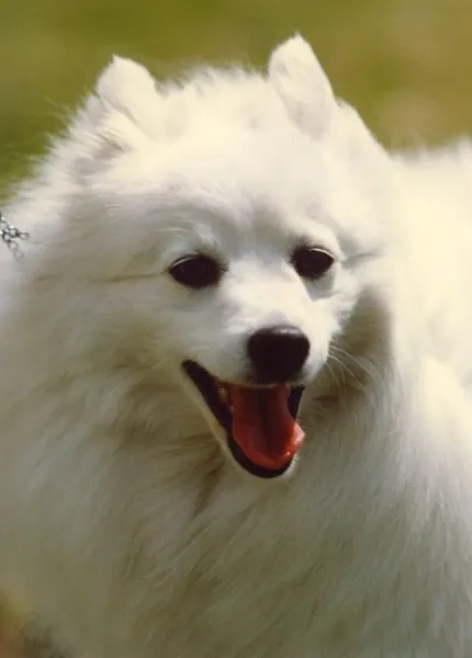 Japanese Spitz Full Grown Size