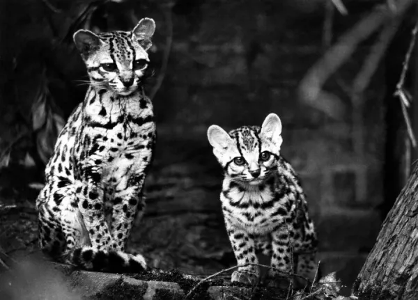 Margay Wallpaper