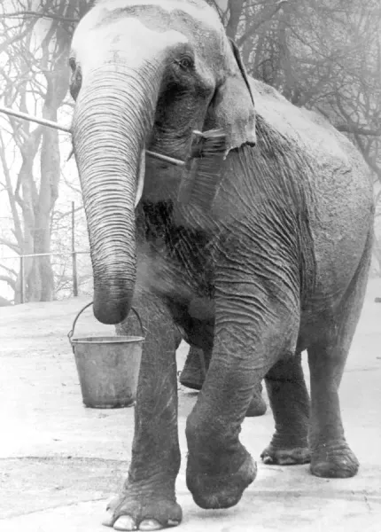 Jigsaw Puzzle of Meena, Dudley Zoos 35 year old elephant hopes to get