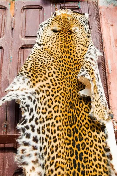 Leopard Skin Pelt One Arrested With Leopard Hides In Odisha's Nayagarh