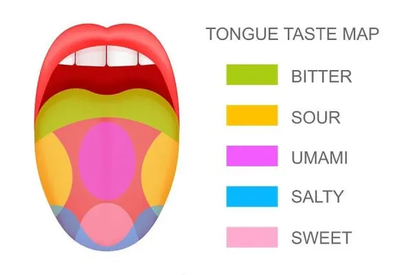 Framed Print of Tongue with taste receptors map sticking out