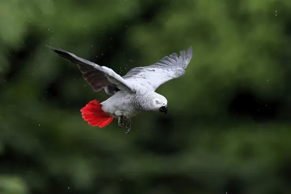 African grey in flight 60 photos - Cappadociaconcepttour.com