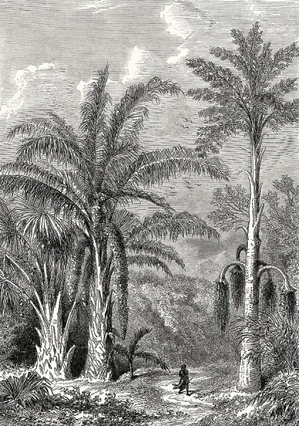 Raffia palm, Raphia vinifera and Jaggery palm Our beautiful Wall Art ...