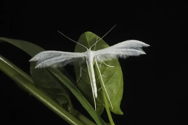 White Plume Moth