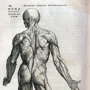 Anatomical drawing of musculature, side view Our beautiful Wall Art and ...