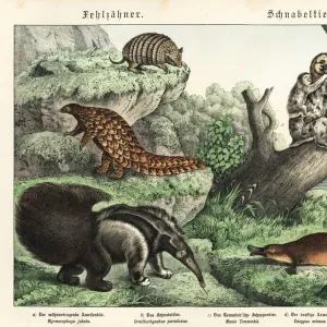 Manidae (Mammals, Animals) Gallery available as Framed Prints, Photos ...
