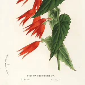 Iniidae (Mammals) Gallery available as Framed Prints, Photos, Wall Art ...