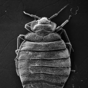 Hemiptera (Insects, Animals) Collection available as Framed Prints ...