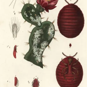 Hemiptera (Insects, Animals) Collection available as Framed Prints ...