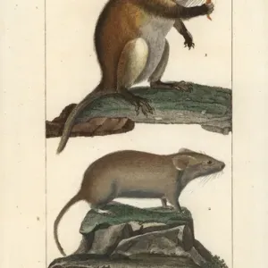 Muridae (Mammals) Gallery available as Framed Prints, Photos, Wall Art ...