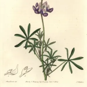 Molossidae (Mammals, Animals) Gallery available as Framed Prints ...