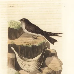 Swifts (Apodiformes) Gallery available as Framed Prints, Photos, Wall ...