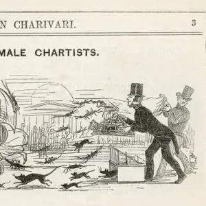 Cockroaches (Insects, Animals) Gallery available as Framed Prints ...