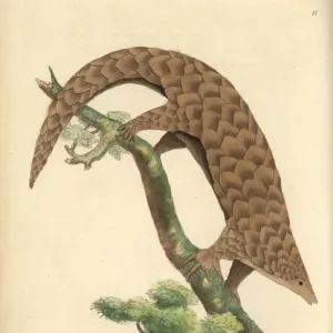 Manidae (Mammals, Animals) Gallery available as Framed Prints, Photos ...