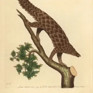 Manidae (Mammals, Animals) Gallery available as Framed Prints, Photos ...